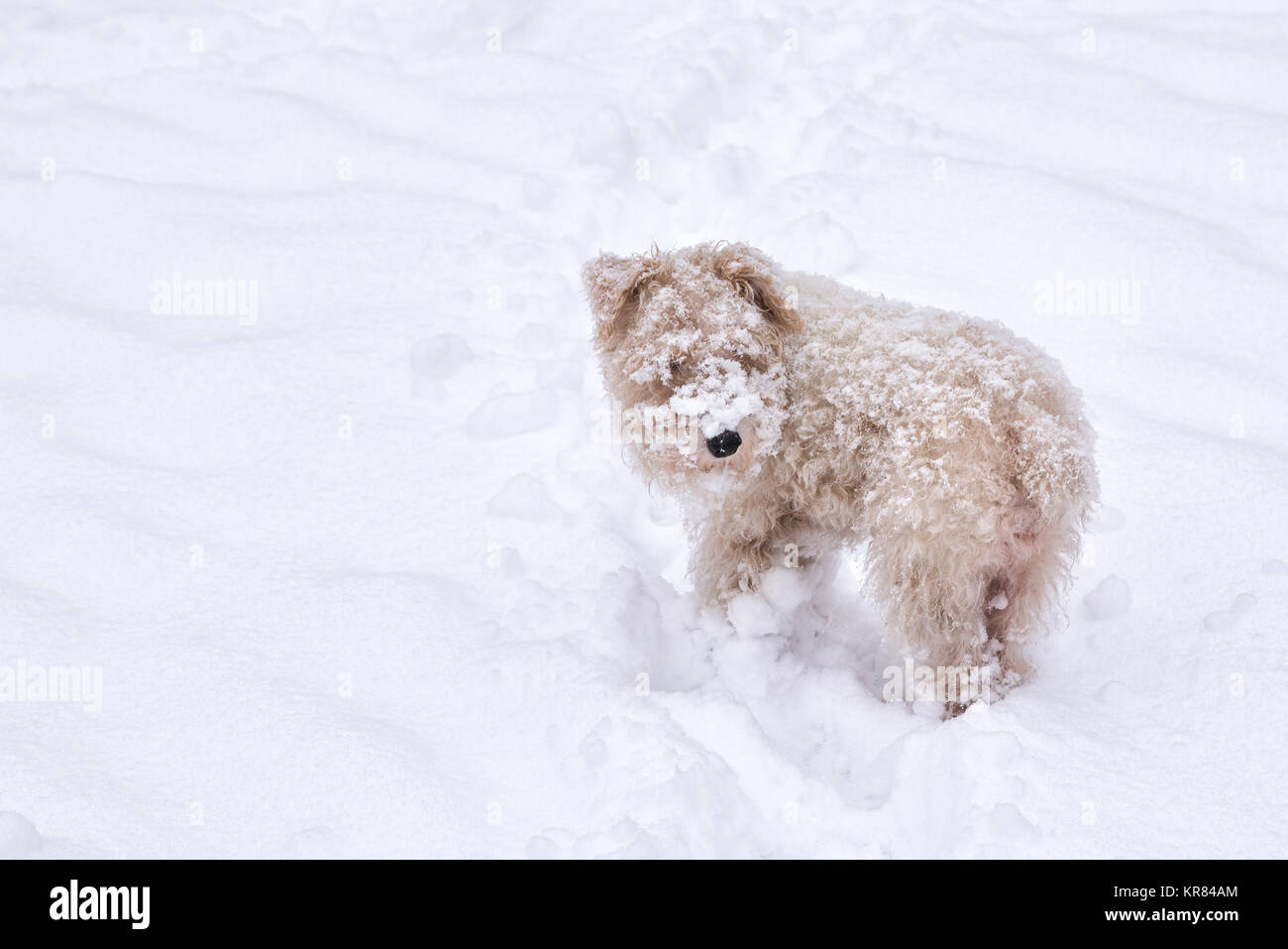 One fluffy white cream dog in snowdrift. Winter pet fun Stock Photo - Alamy