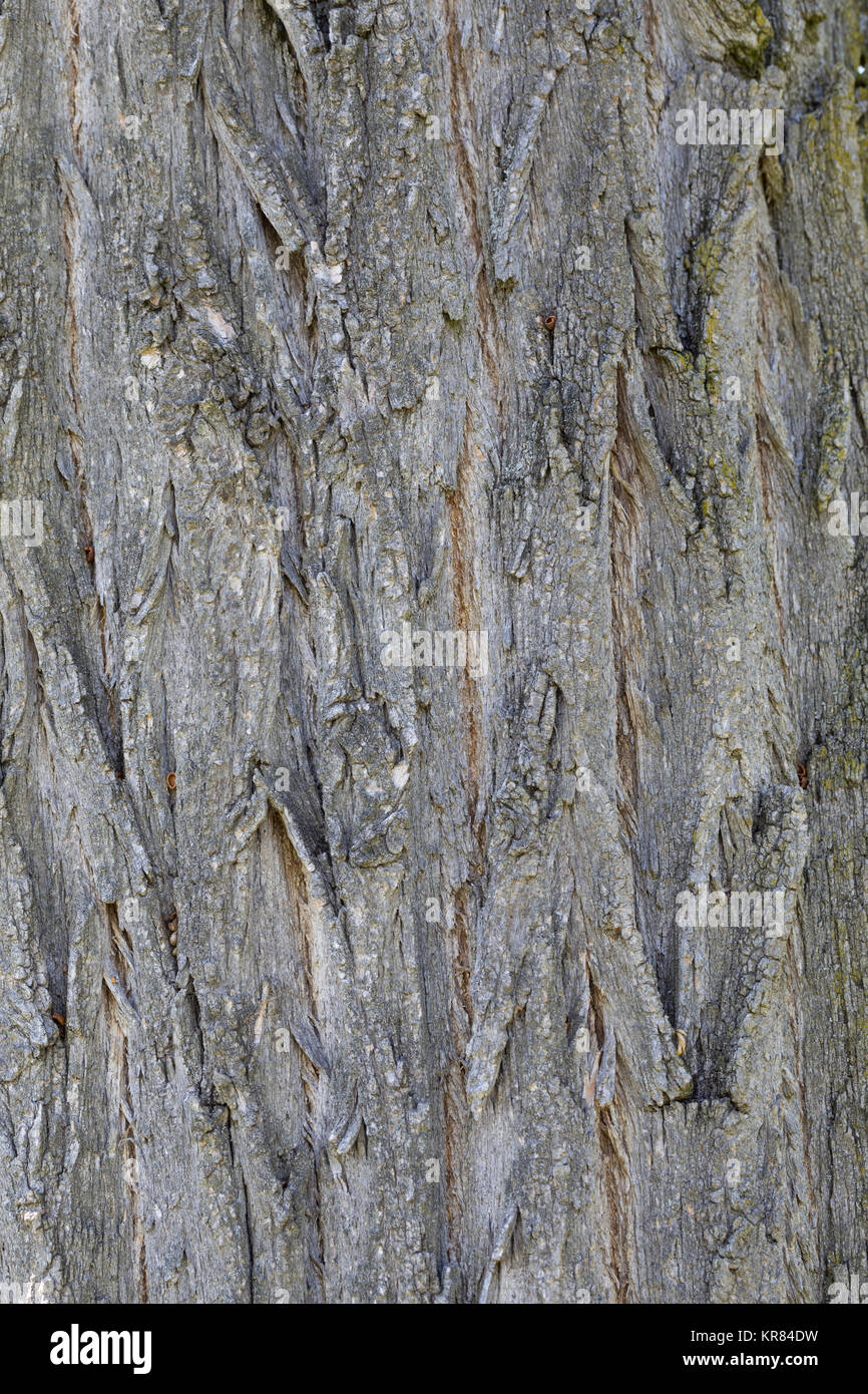 Robinie, Gewöhnliche Scheinakazie, Schein-Akazie, Falsche Akazie, Rinde ...