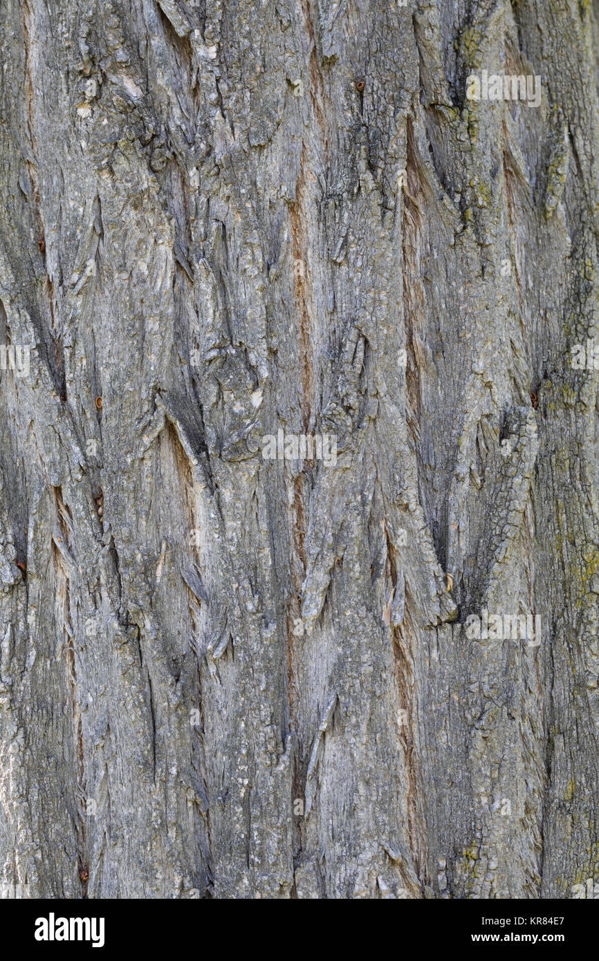 Robinier pseudoacacia robinia hi-res stock photography and images - Alamy