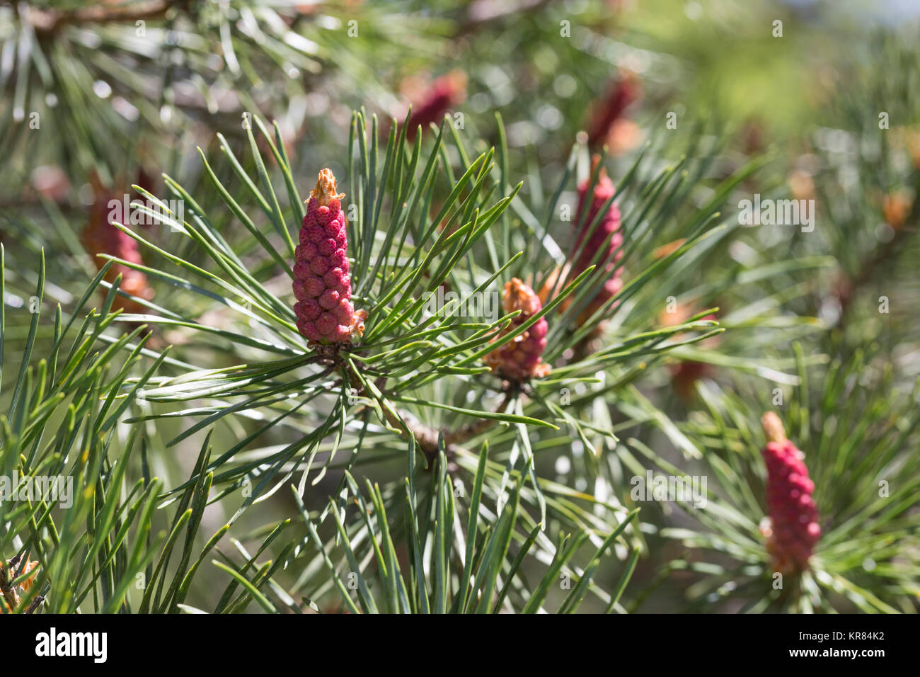 Wald-Kiefer, Waldkiefer, Gemeine Kiefer, Kiefer, Kiefern, Föhre, Blüte ...