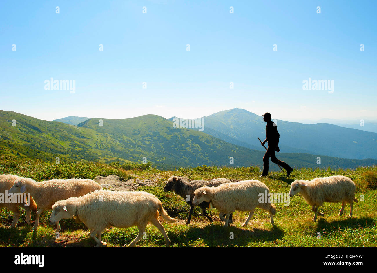 Herdsman in the mountains Stock Photo - Alamy