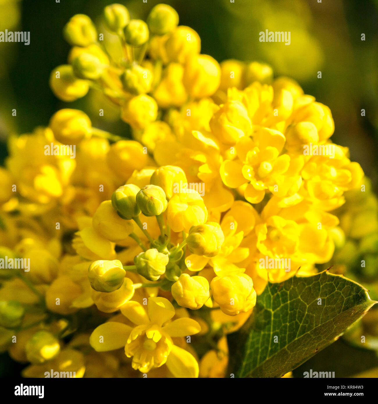 Yellow wild flowers in spring Stock Photo - Alamy