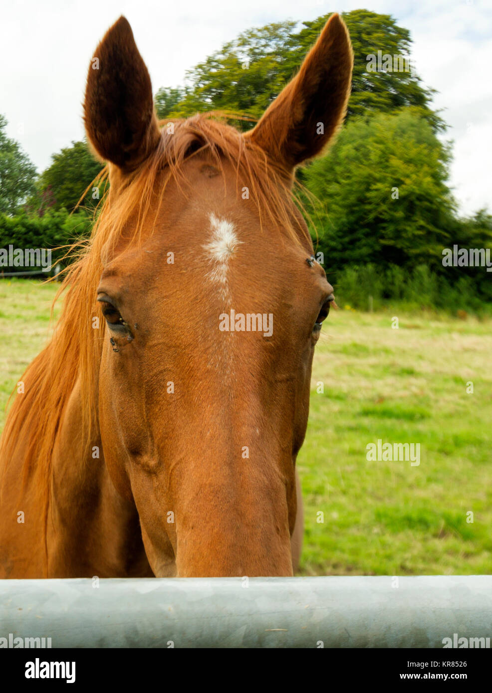 Forehehad hi-res stock photography and images - Alamy