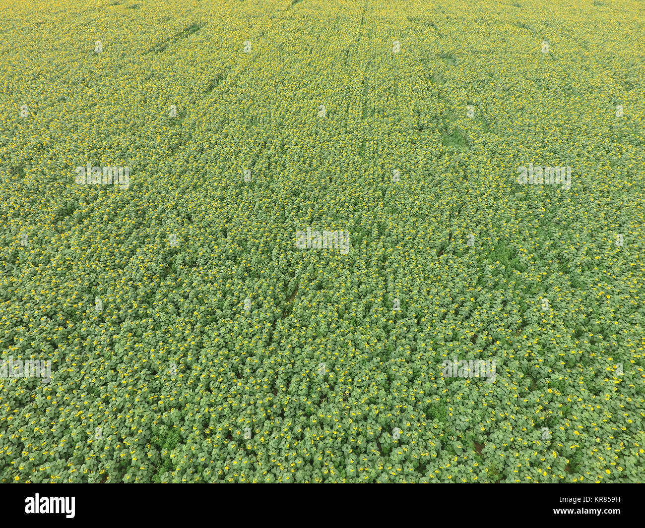 Field of sunflowers. Top view Stock Photo - Alamy