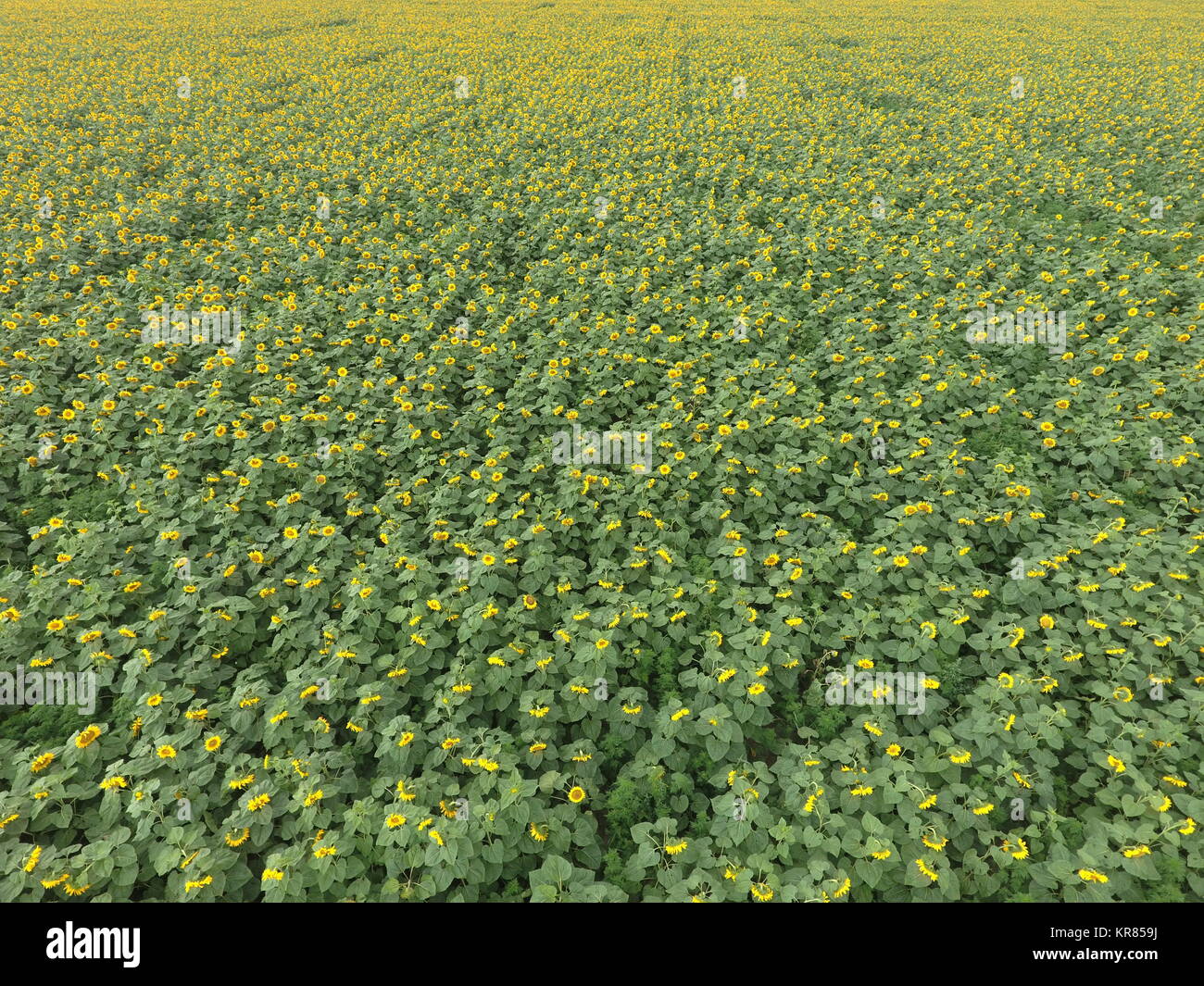 Field of sunflowers. Top view Stock Photo - Alamy