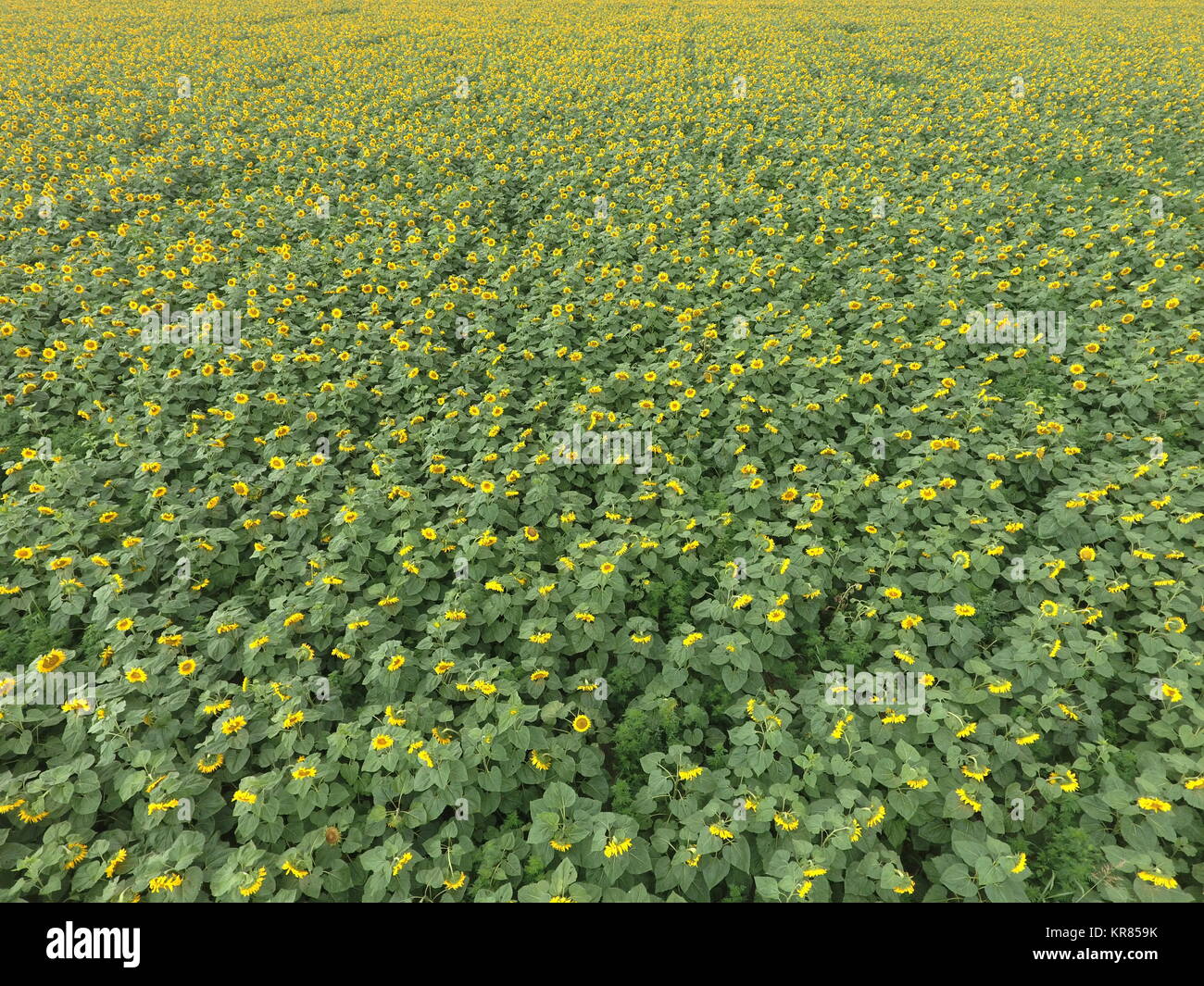 Field of sunflowers. Top view Stock Photo - Alamy