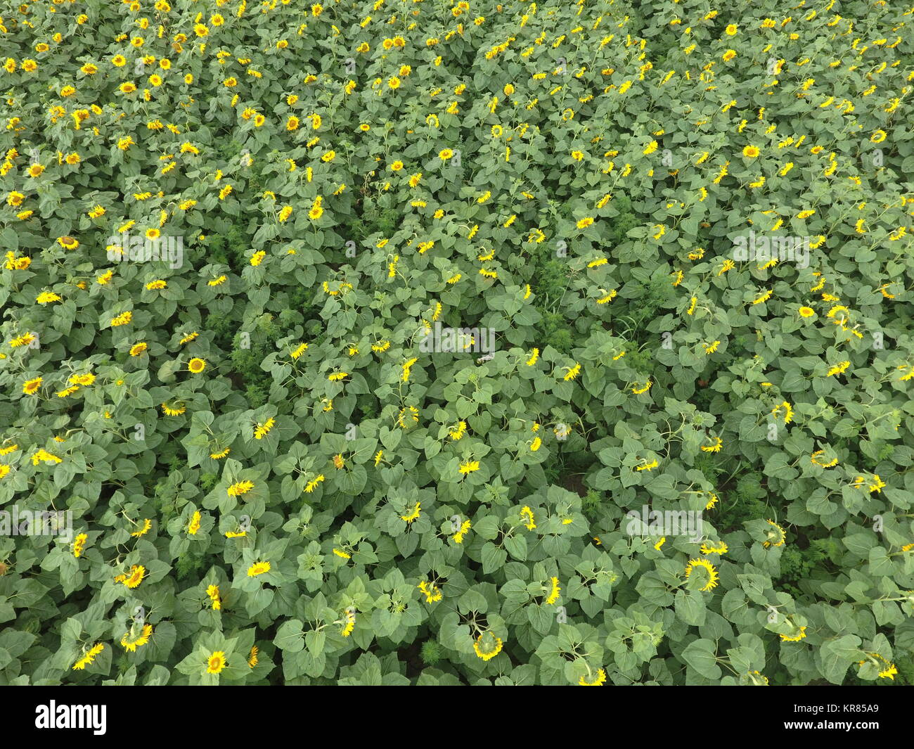 Field of sunflowers. Top view Stock Photo - Alamy