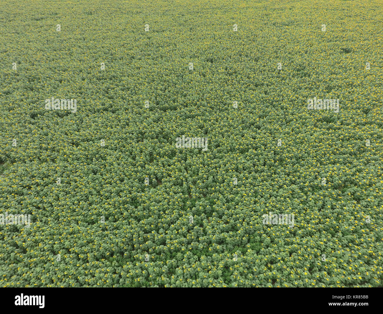 Field of sunflowers. Top view Stock Photo - Alamy