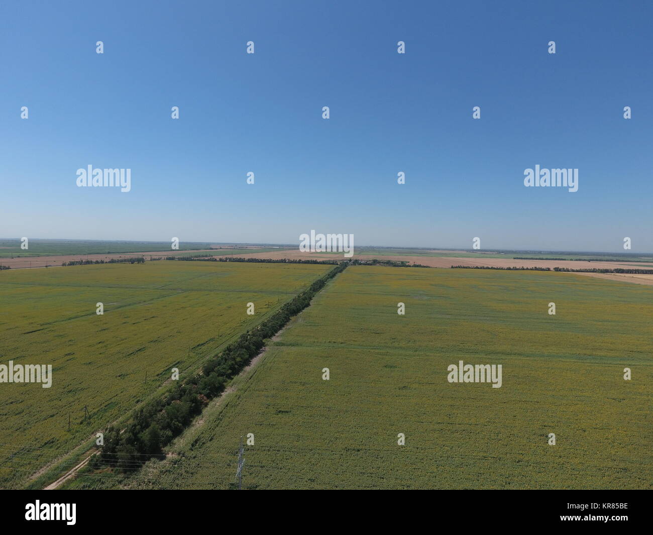 Field of sunflowers. Top view Stock Photo - Alamy