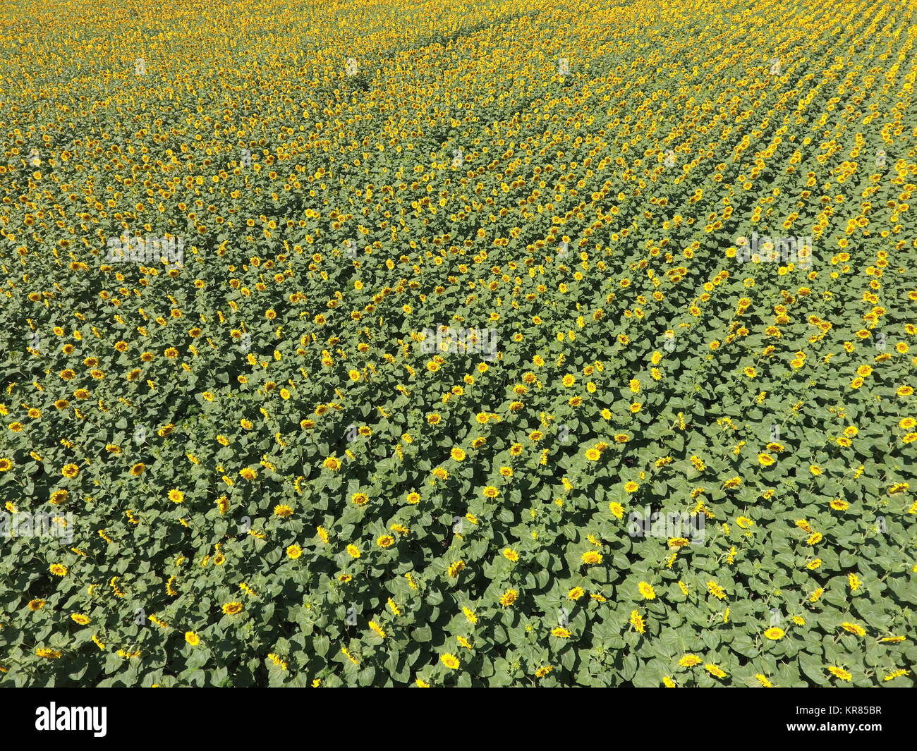 Field of sunflowers. Top view Stock Photo - Alamy