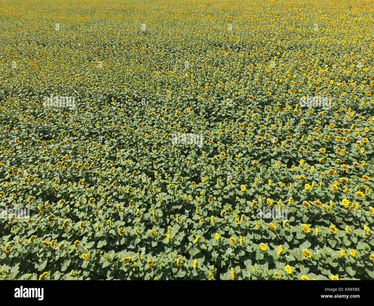 Field of sunflowers. Top view Stock Photo - Alamy