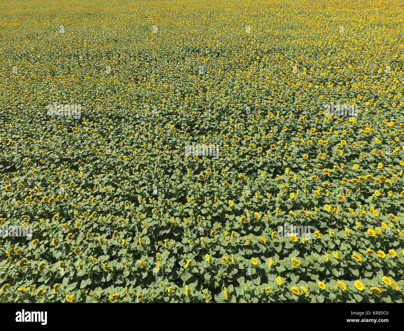 Field of sunflowers. Top view Stock Photo - Alamy