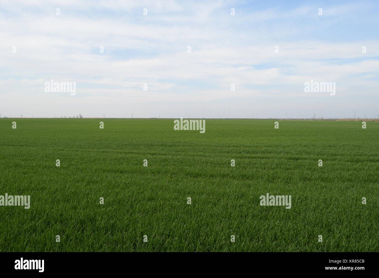 Field of young wheat in the spring Stock Photo - Alamy