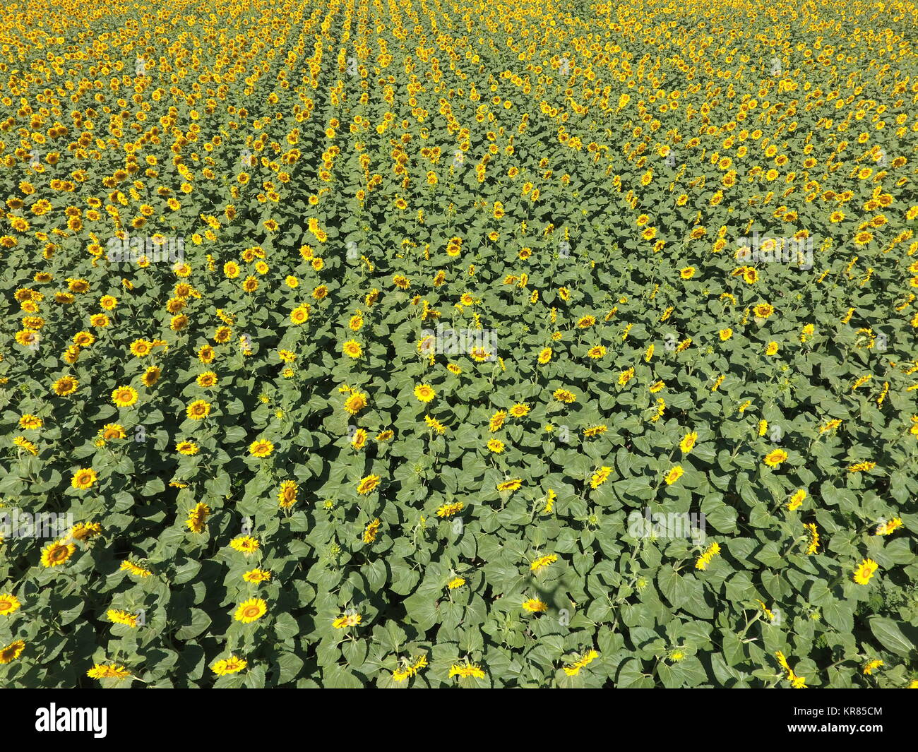 Field of sunflowers. Top view Stock Photo - Alamy