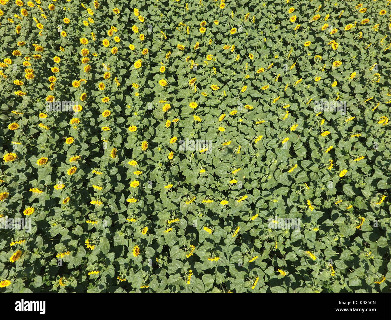 Field of sunflowers. Top view Stock Photo - Alamy
