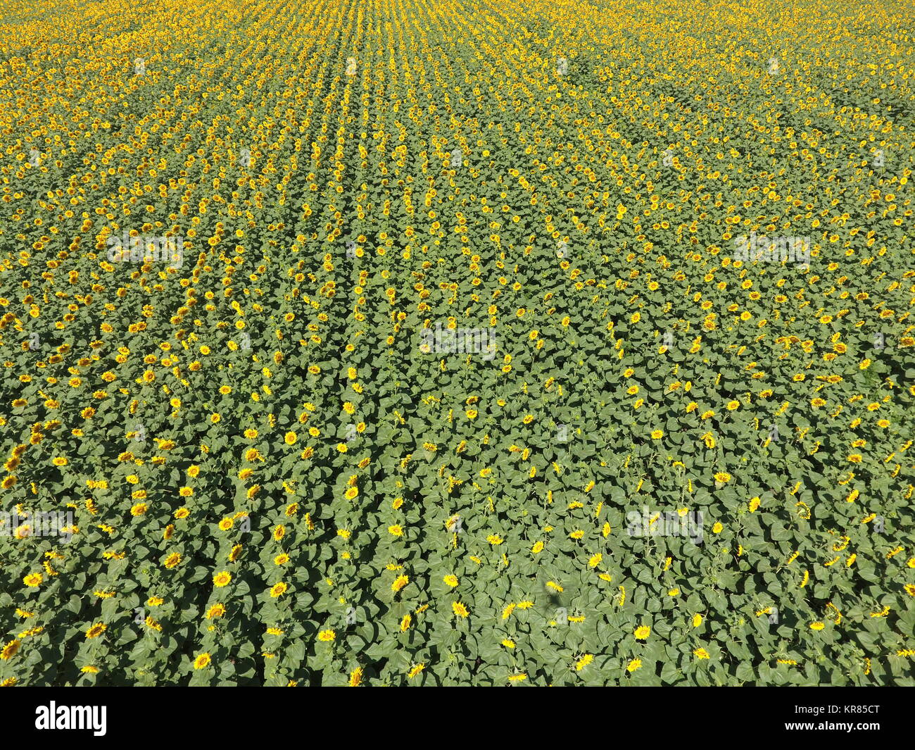 Field of sunflowers. Top view Stock Photo - Alamy
