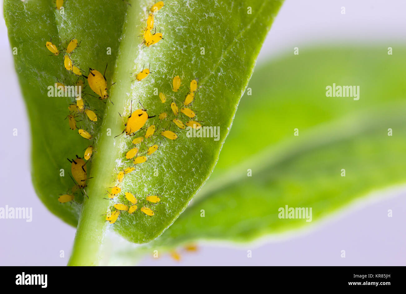 Pest on plant Stock Photo - Alamy