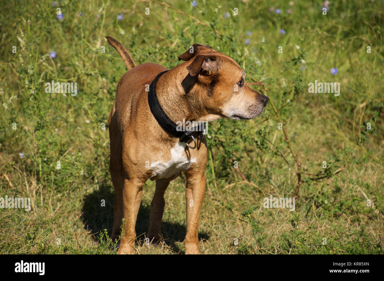 Active pitbull hi-res stock photography and images - Alamy