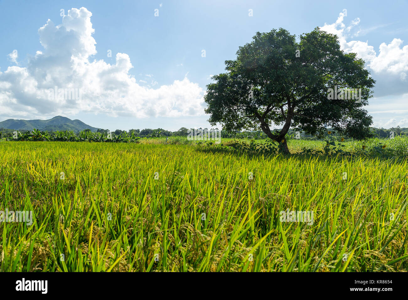 Rice field and tree Stock Photo - Alamy