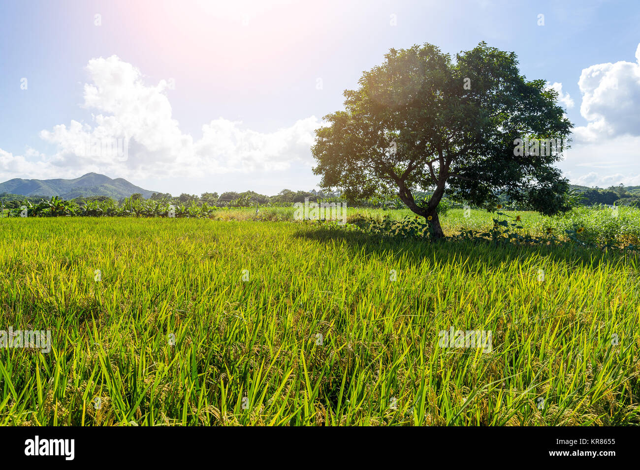 Paddy rice meadow and tree Stock Photo - Alamy