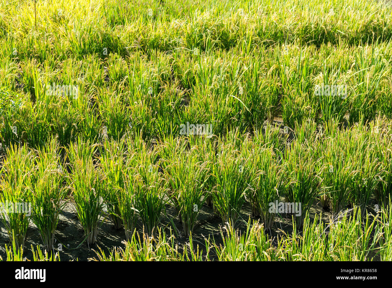Paddy Rice field Stock Photo - Alamy