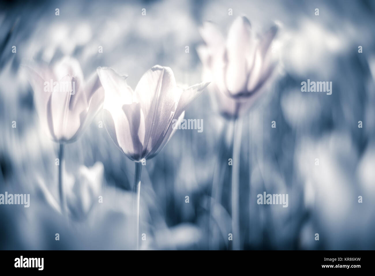 Beautiful tulips on field in grey tone Stock Photo - Alamy