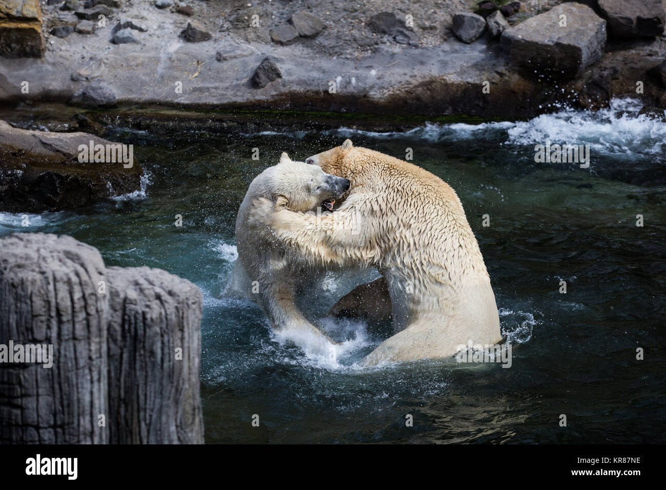 two juvenile respectively 500kg heavy polar bears at play fighting in ...