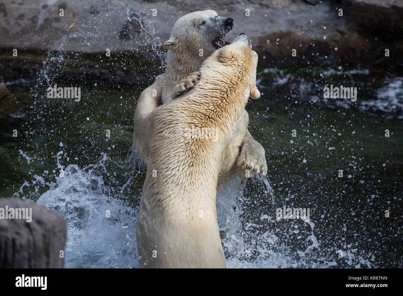 two juvenile respectively 500kg heavy polar bears at play fighting in ...