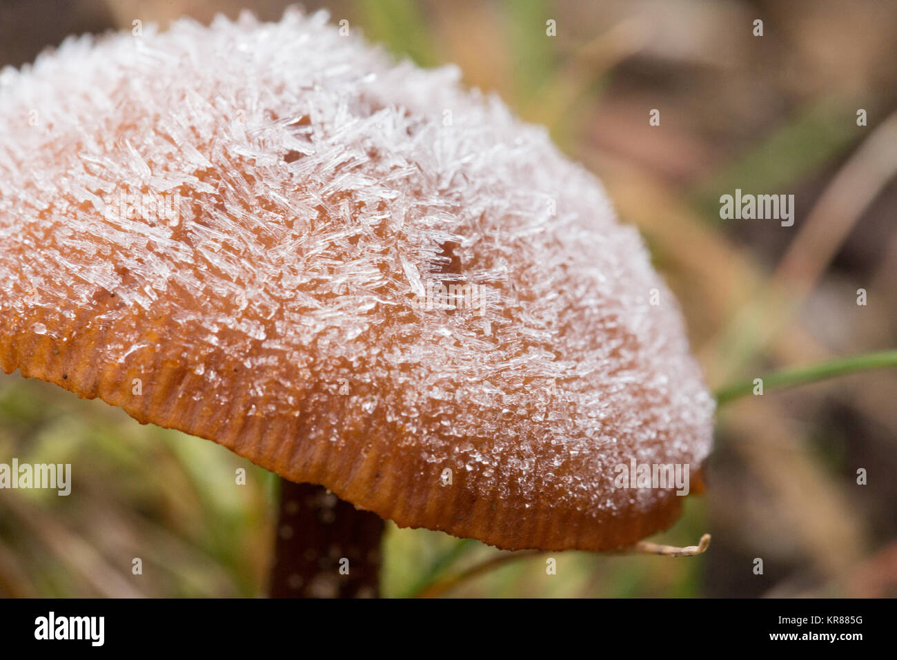 Frost covered fungi hi-res stock photography and images - Alamy