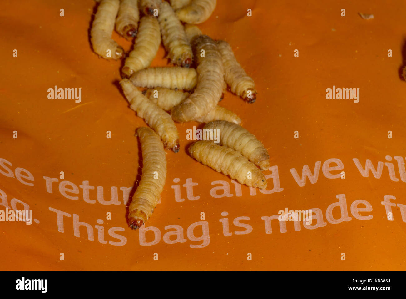 Orange grubs hi-res stock photography and images - Alamy