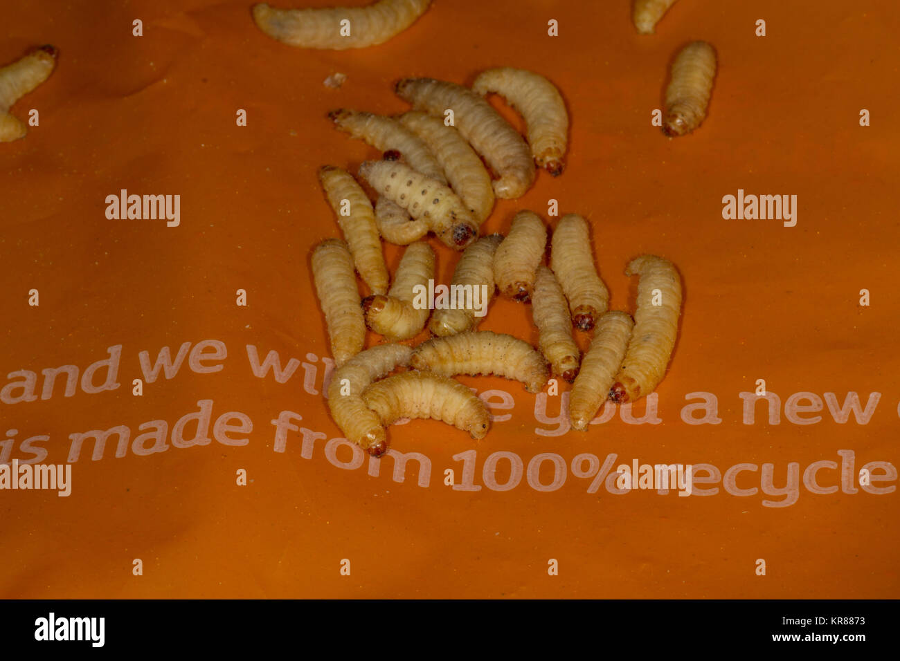 Orange grubs hi-res stock photography and images - Alamy