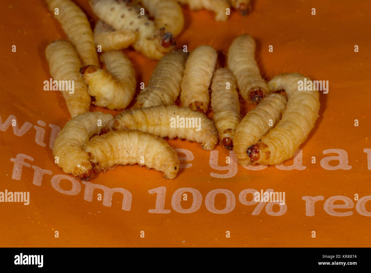 Waxworm hi-res stock photography and images - Alamy