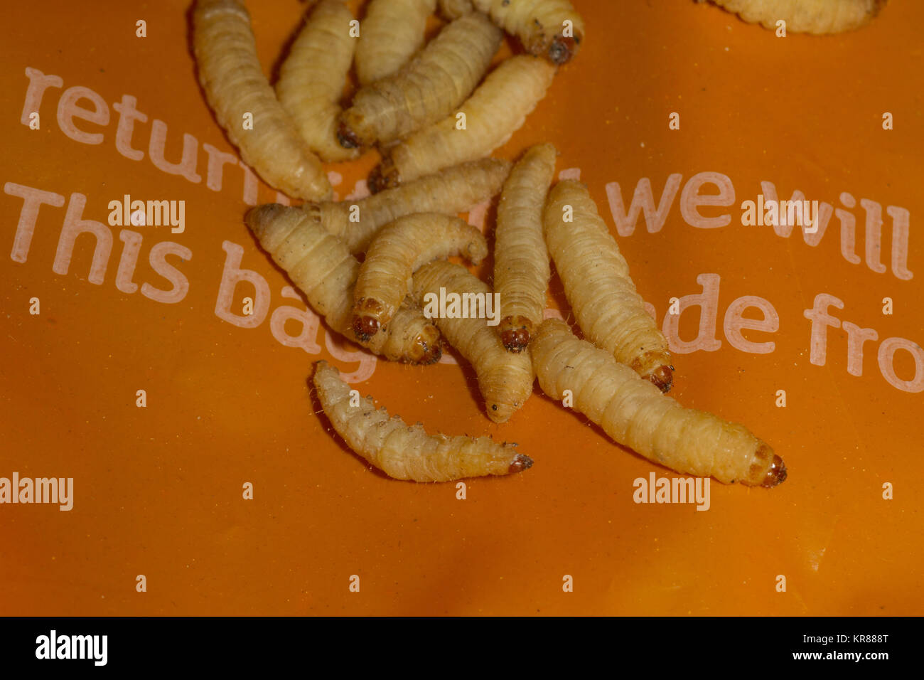 Waxworm hi-res stock photography and images - Alamy
