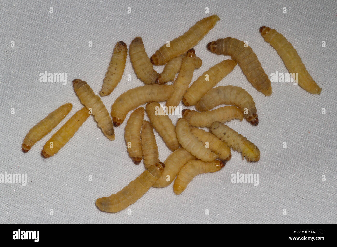 Waxworm hi-res stock photography and images - Alamy