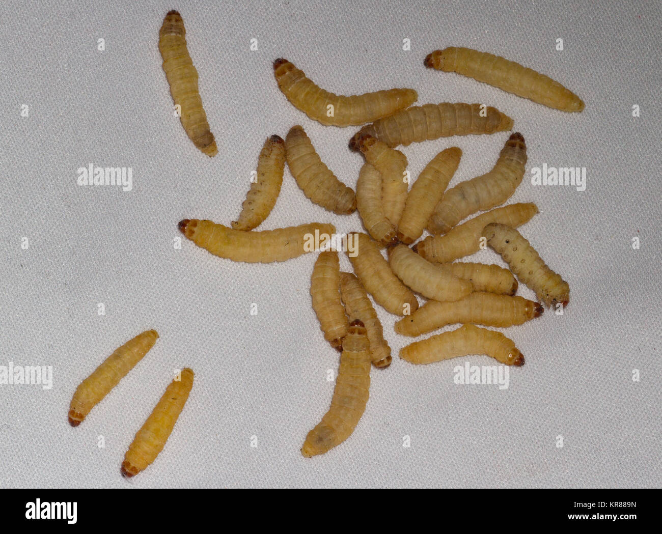 Waxworm waxworms hi-res stock photography and images - Alamy