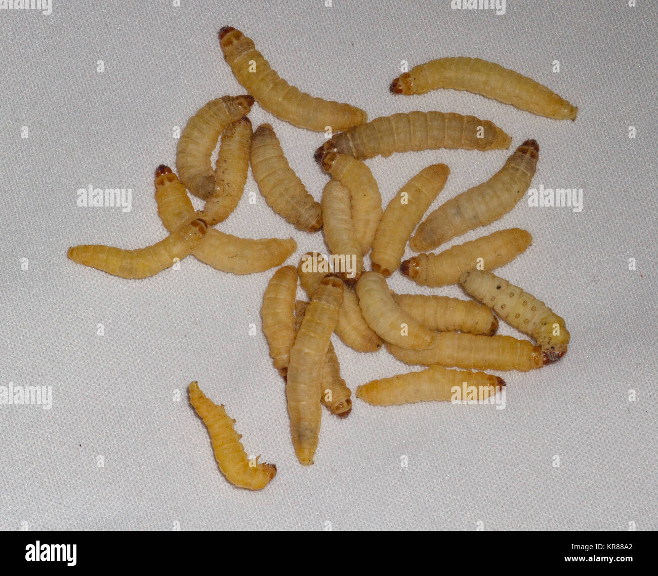 Waxworm waxworms hi-res stock photography and images - Alamy