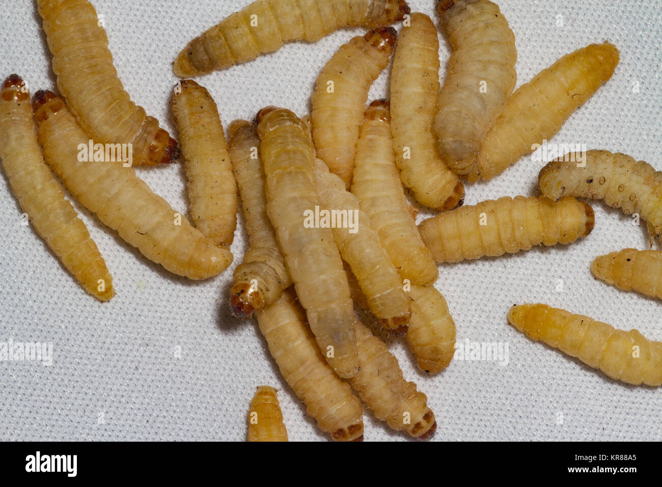 Waxworm hi-res stock photography and images - Alamy