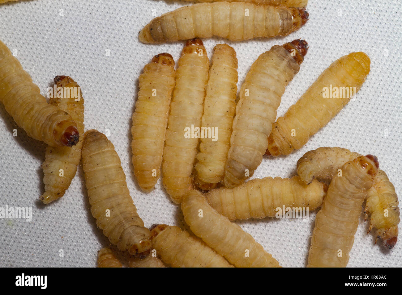 Wax grubs hi-res stock photography and images - Alamy