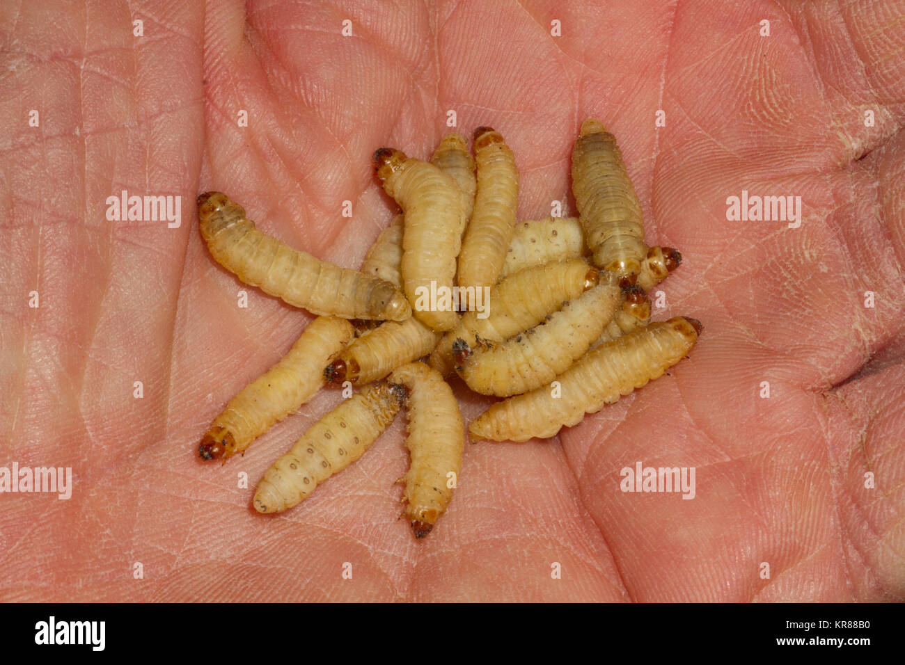 Waxworm hi-res stock photography and images - Alamy