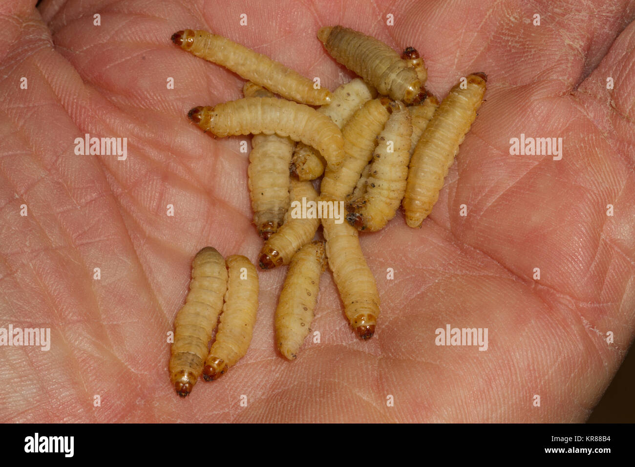 Waxworm hi-res stock photography and images - Alamy