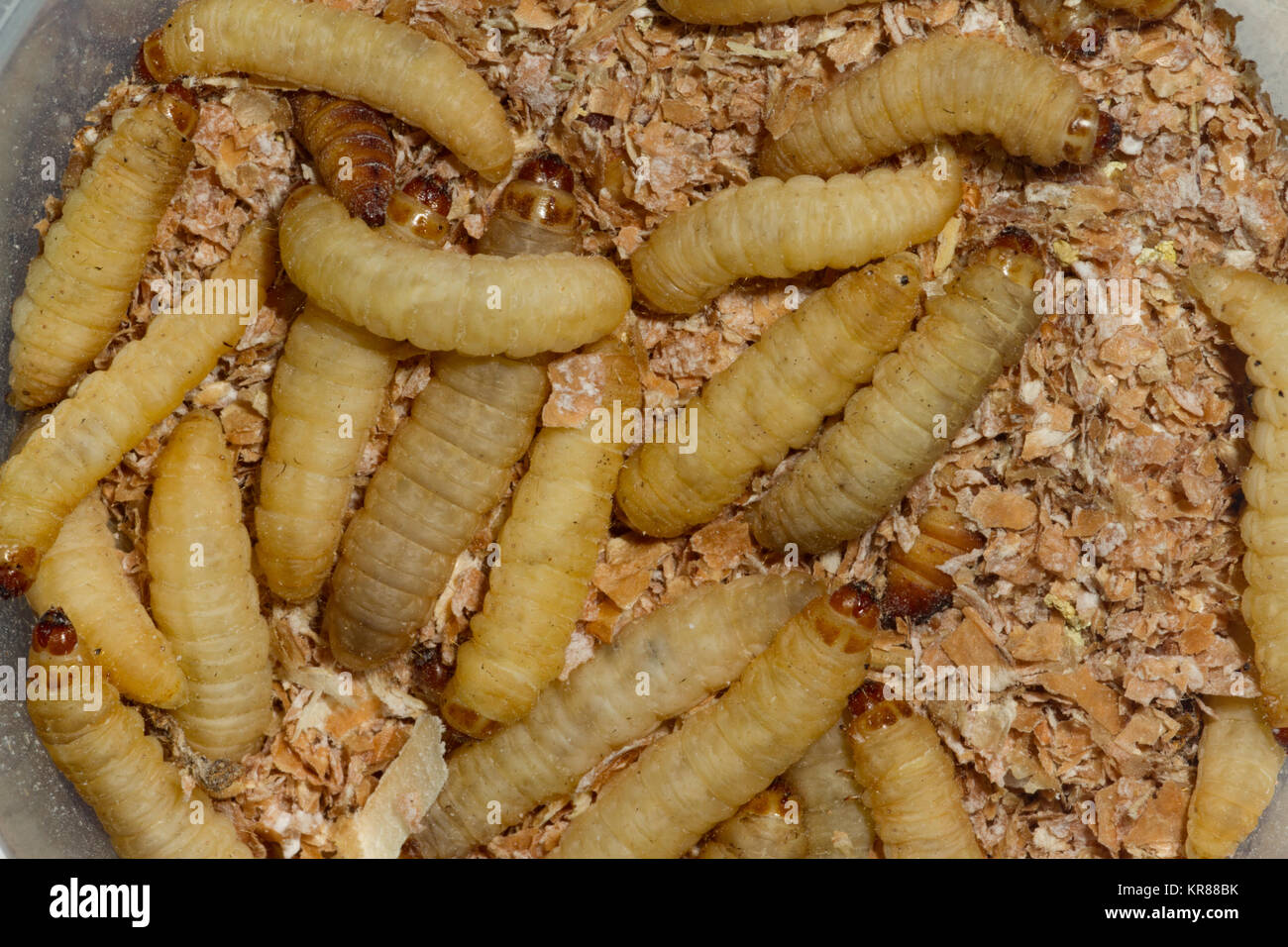 Waxworm waxworms hi-res stock photography and images - Alamy