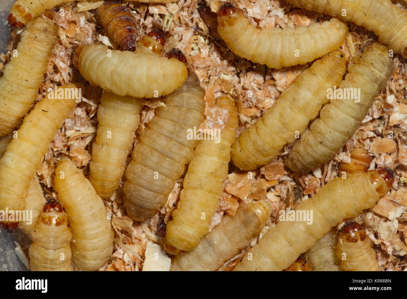 Waxworm hi-res stock photography and images - Alamy