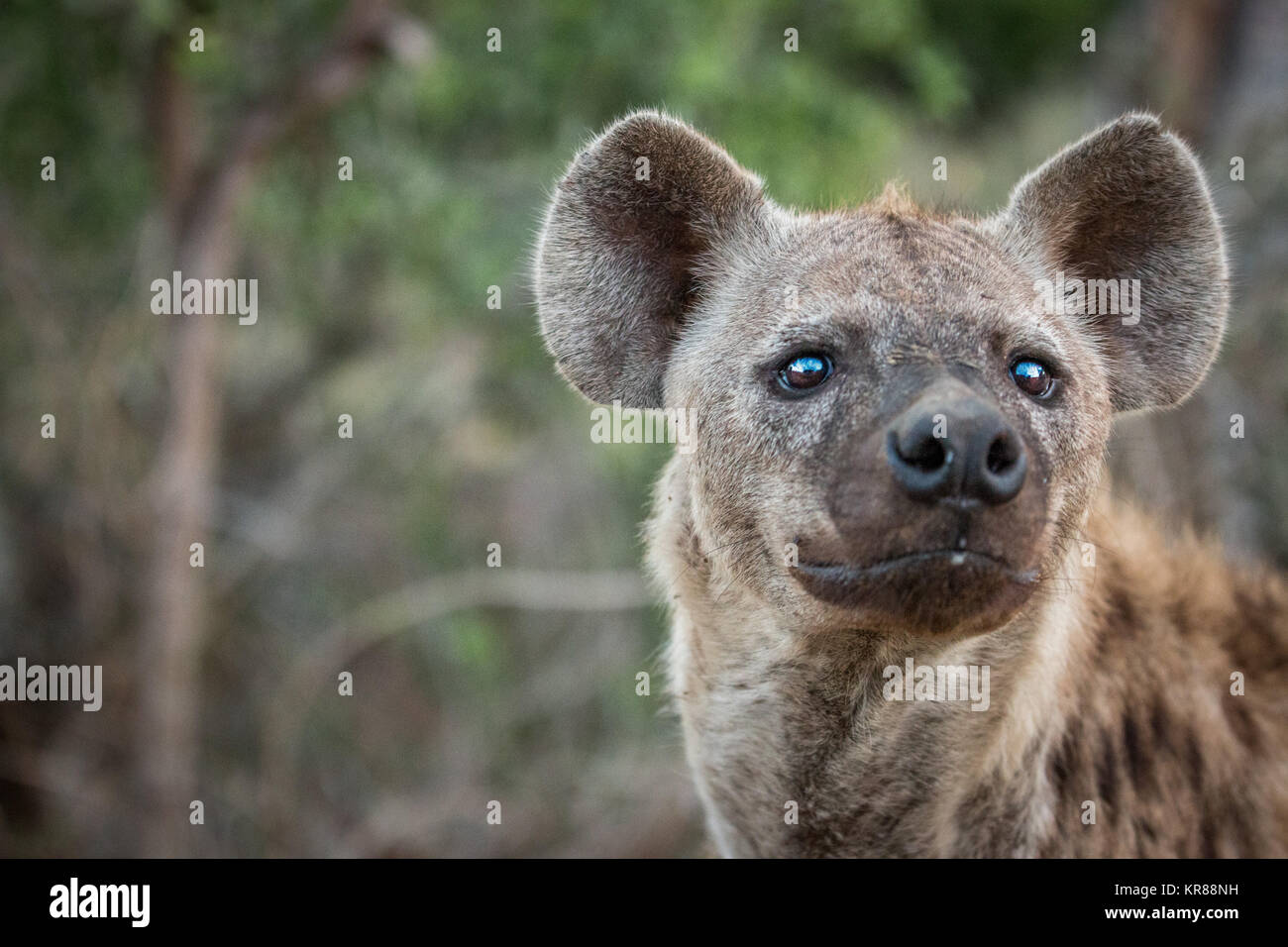 A Spotted hyena looking up Stock Photo - Alamy
