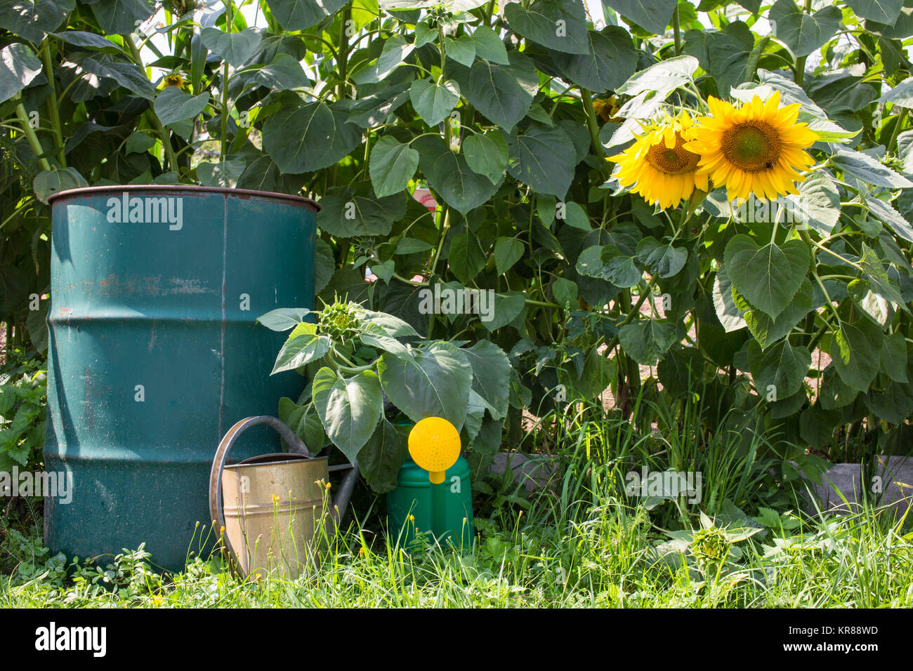 Farm scenery with blooming sunflowers and horticultural sundry Stock ...