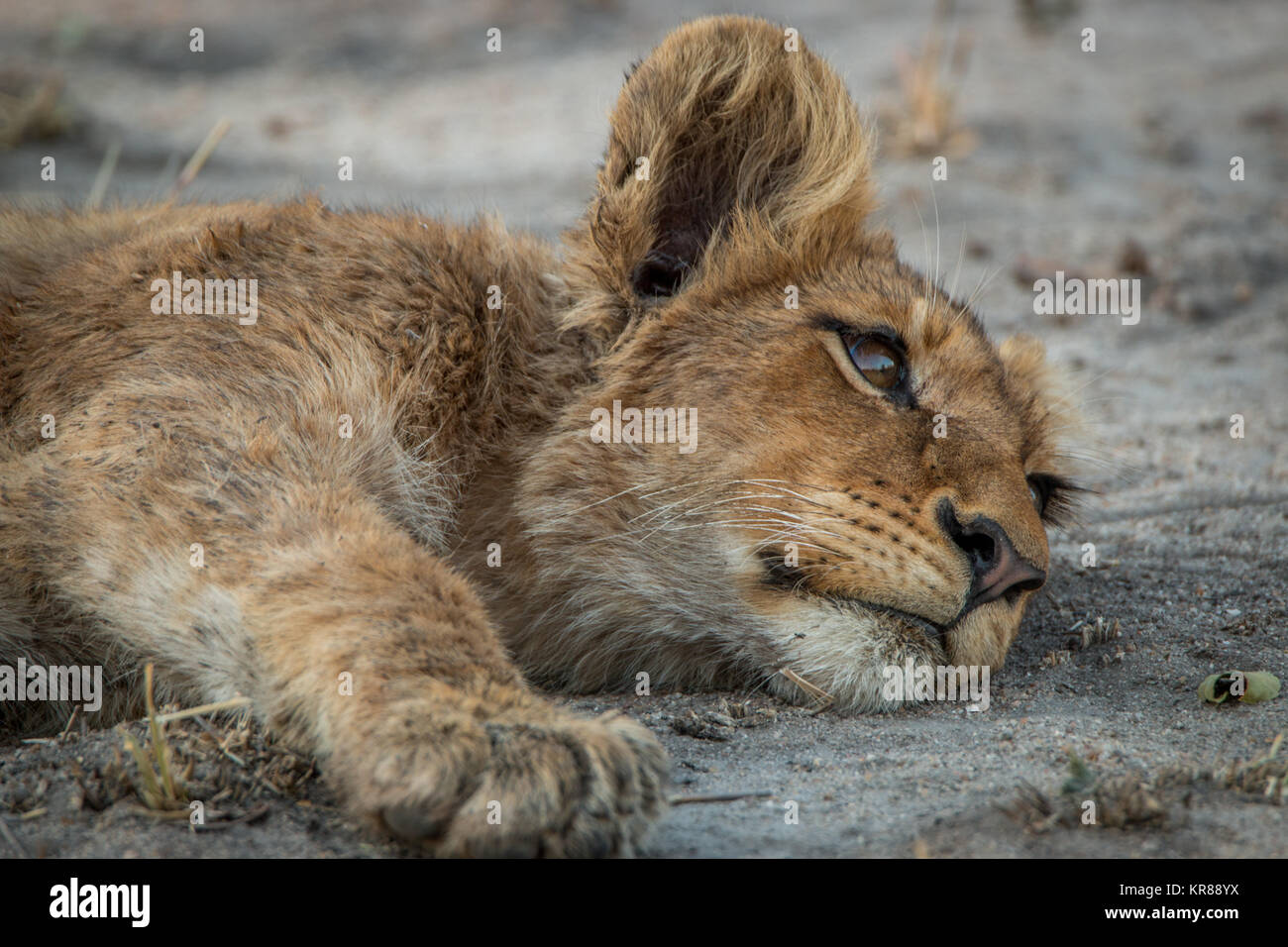 Lion cub laying down in the Kruger National Park Stock Photo - Alamy