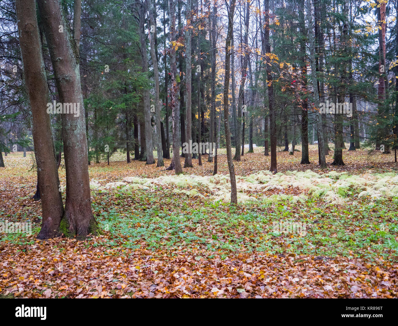 Beautiful autumn park. Autumn in Oranienbaum, Saint Petersburg. Trees ...