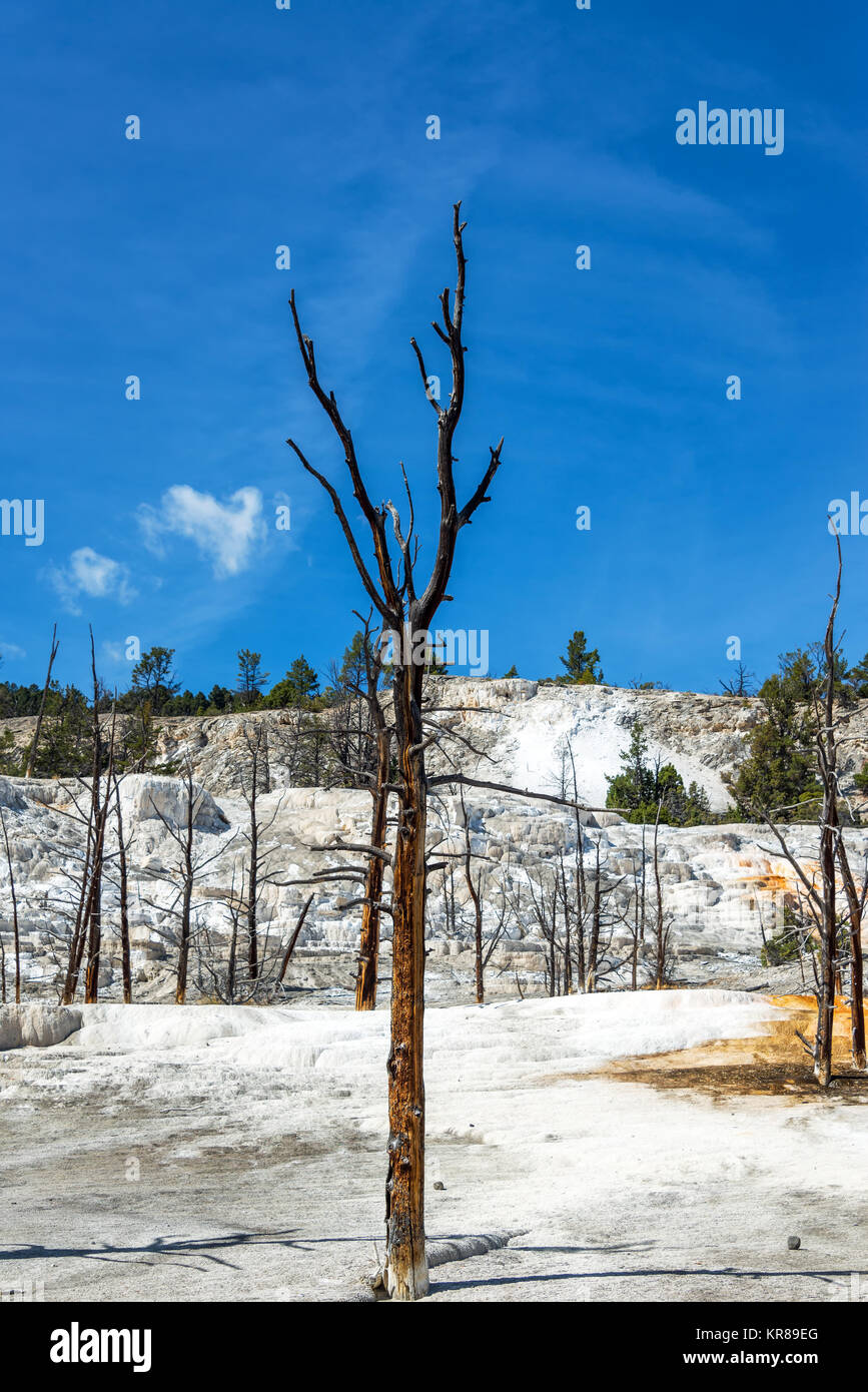 Dead Tree Vertical View Stock Photo - Alamy