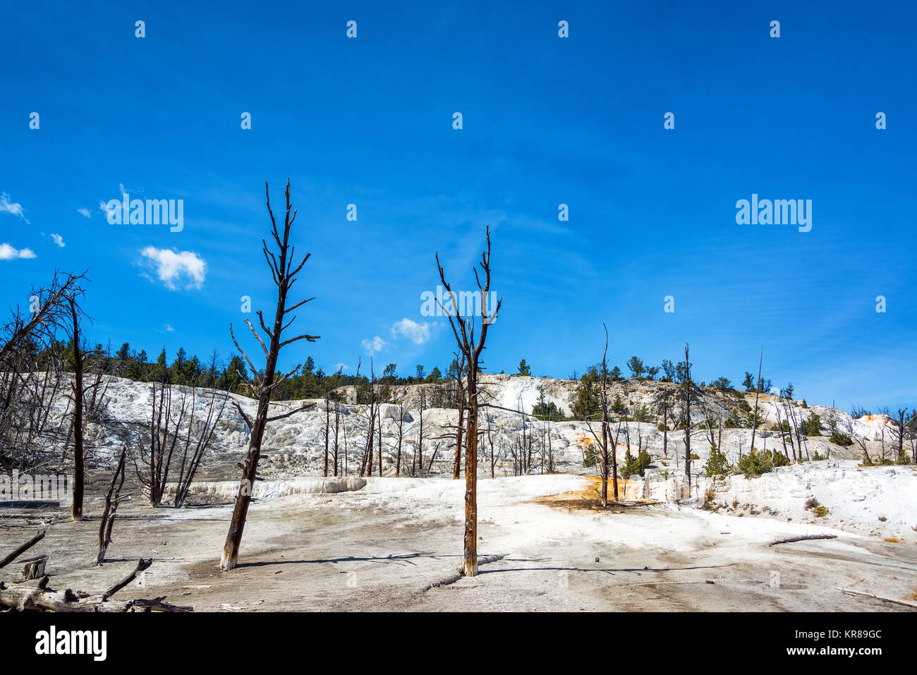 Dead Barren Trees Stock Photo - Alamy