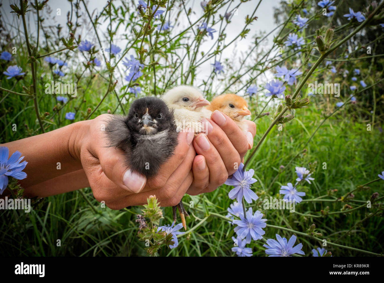 Cub symbol hi-res stock photography and images - Alamy