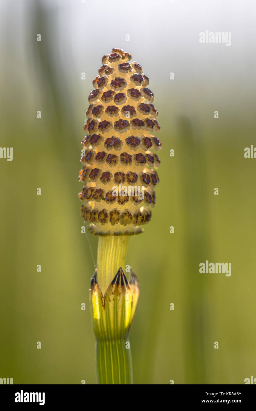 Marsh horsetail (Equisetum palustre) detail of flower with blurred ...